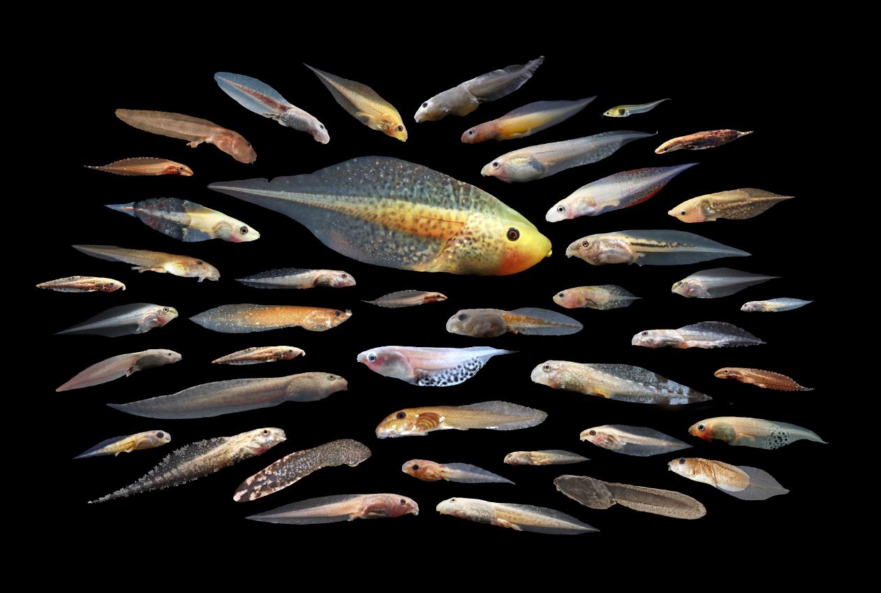 Global Tadpole Database